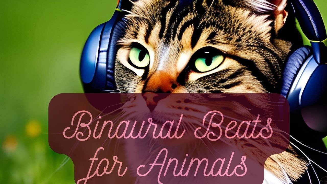 The Untold Power of Binaural Beats for Animal Relaxation and Well-being ...