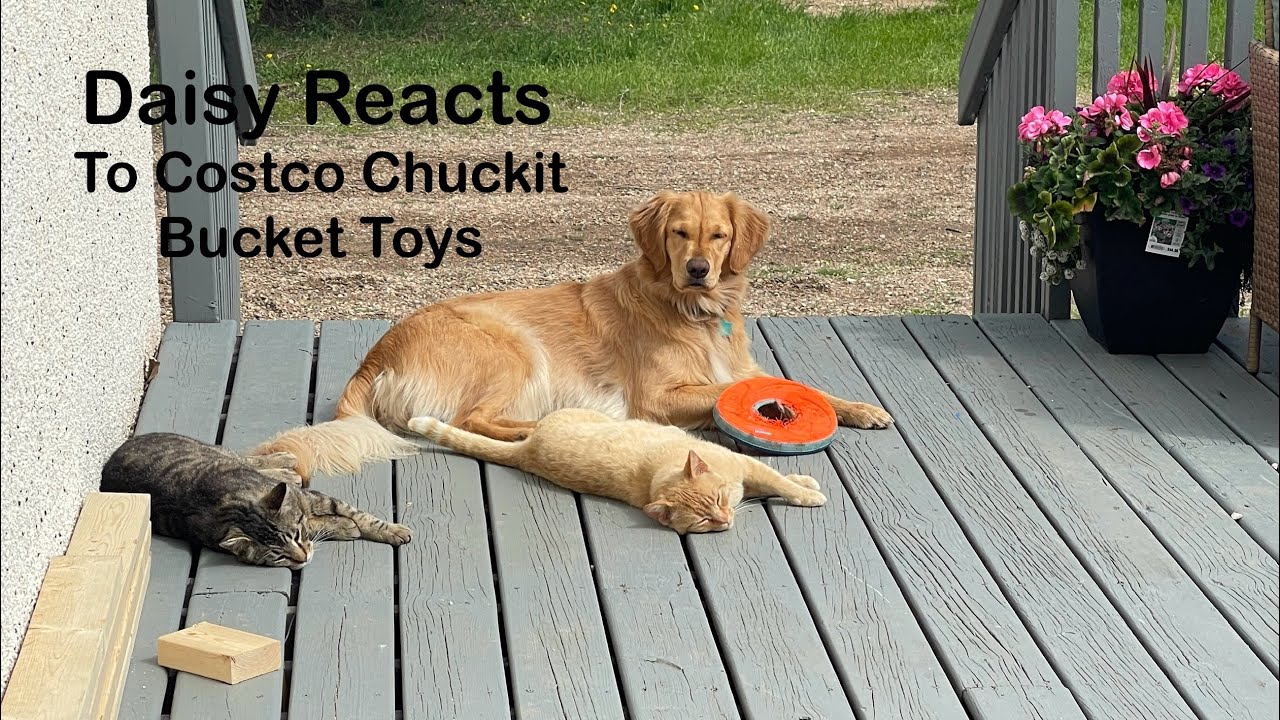 Costco Chuckit Bucket Review with Daisy - YouTube