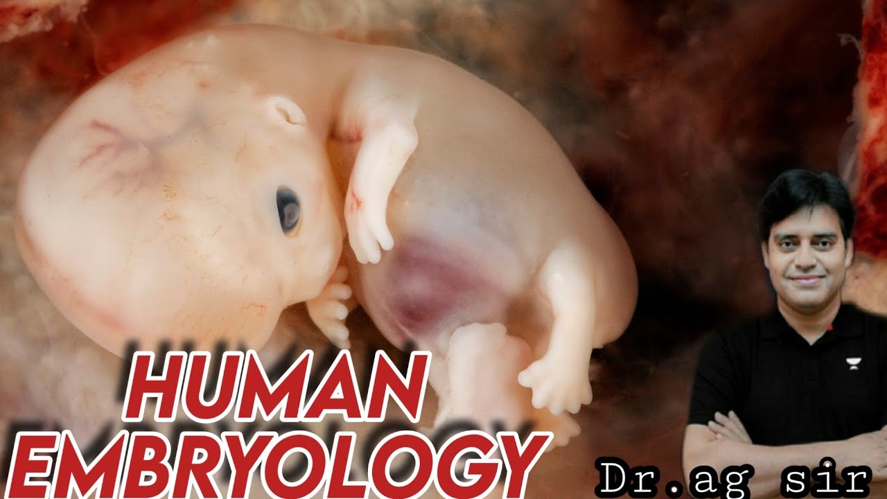 Dr Ami Gupta sir human embryology lecture - YouTube