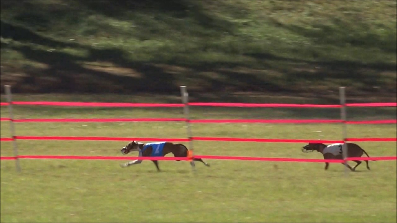 Italian Greyhound Racing Camden, SC - YouTube