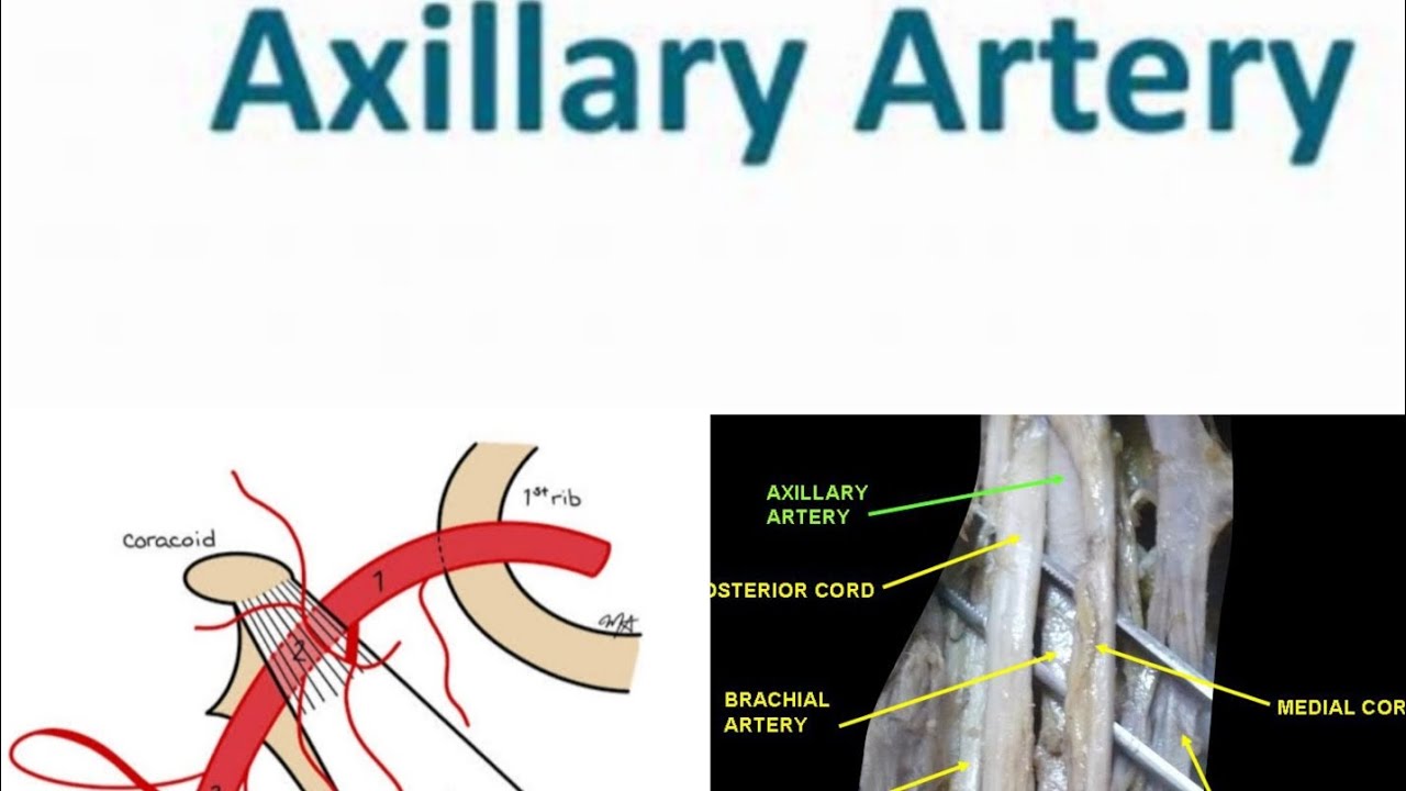 Axillary artery in Hindi || Easy to understand || 3part of artery ...