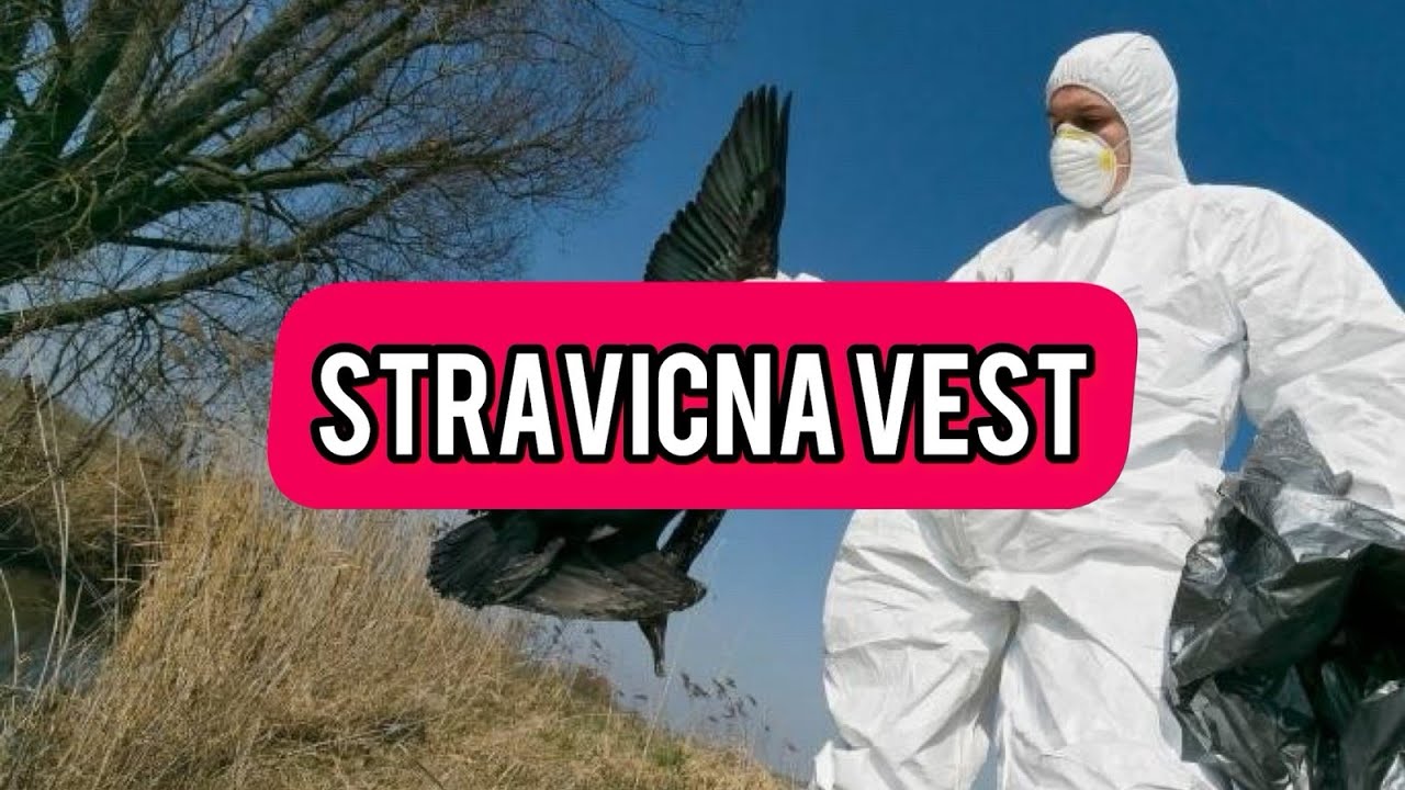 Stravicna vest! Stigao je PTICIJI GRIP u Srbiju! Ako vam OVA ptica ...