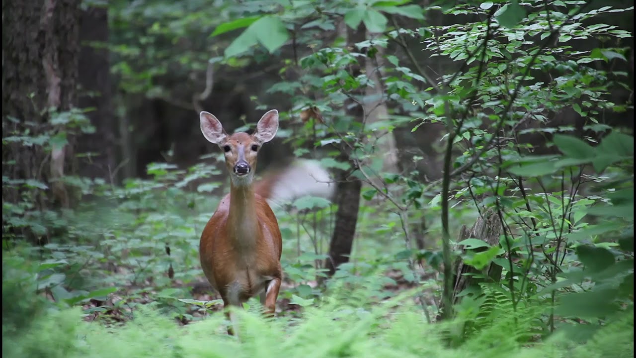 Deer Stomp and Snort - YouTube