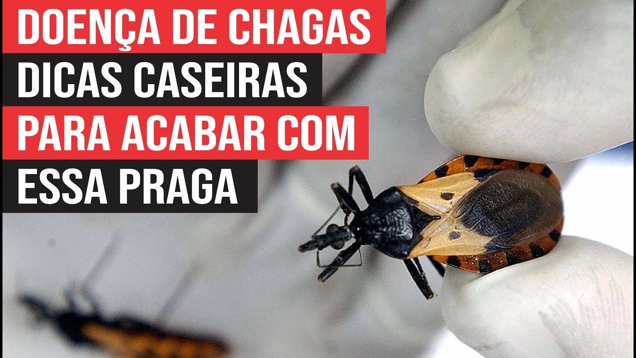 BARBEIRO DOENÇA DE CHAGAS - Dicas Caseiras para Acabar com essas pragas ...