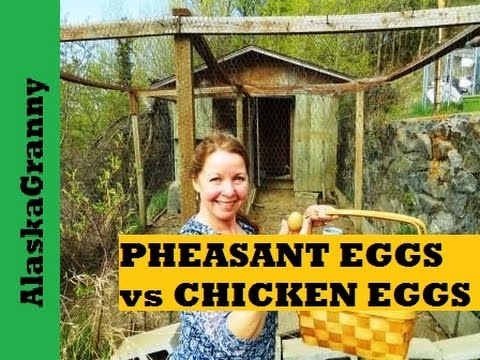 Pheasant Eggs vs Chicken Eggs...What's the Difference? How To Cook ...