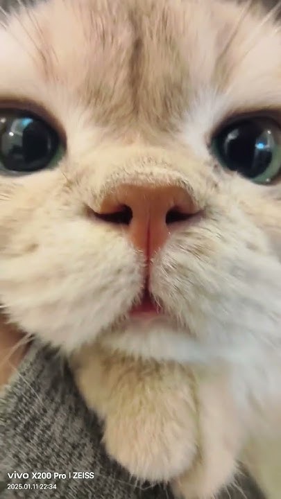 Melting Me, One Meow #cat #shorts #meow #pet - YouTube