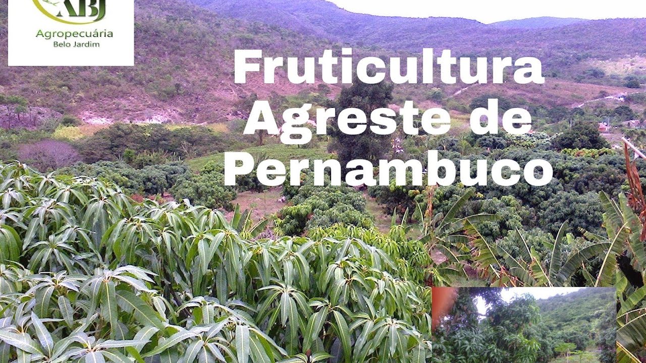 Fruticultura no Agreste Pernambucano|Agropecuária Belo Jardim!! - YouTube