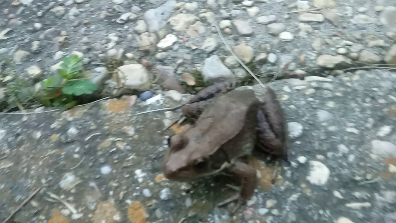When Frogs Attack - YouTube