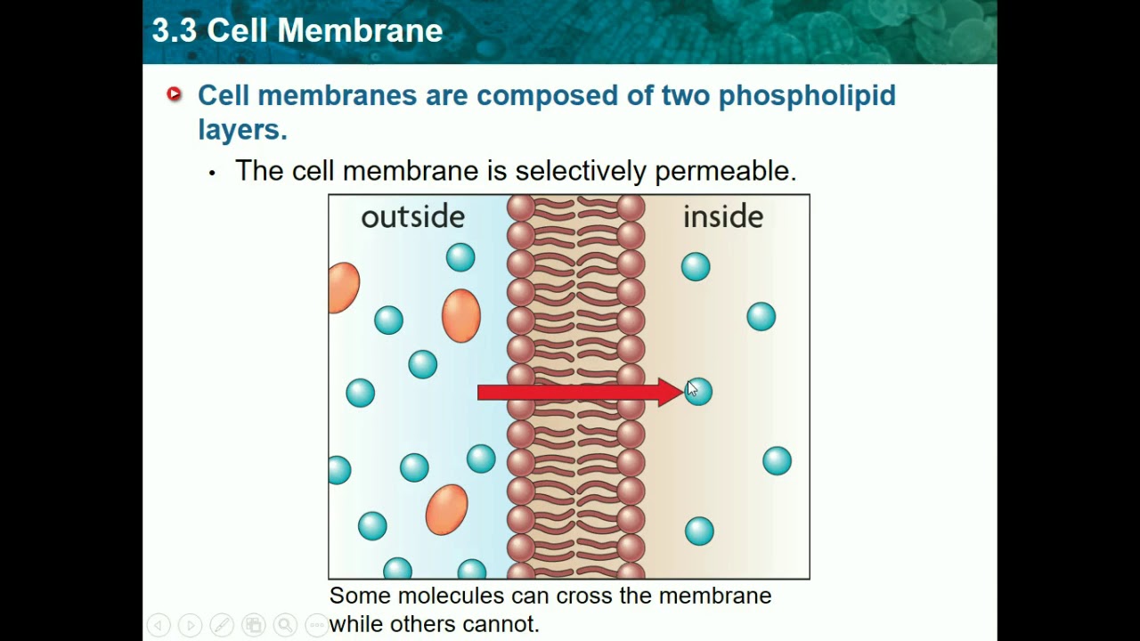 Biology CH 3.3 - Cell Membrane - YouTube