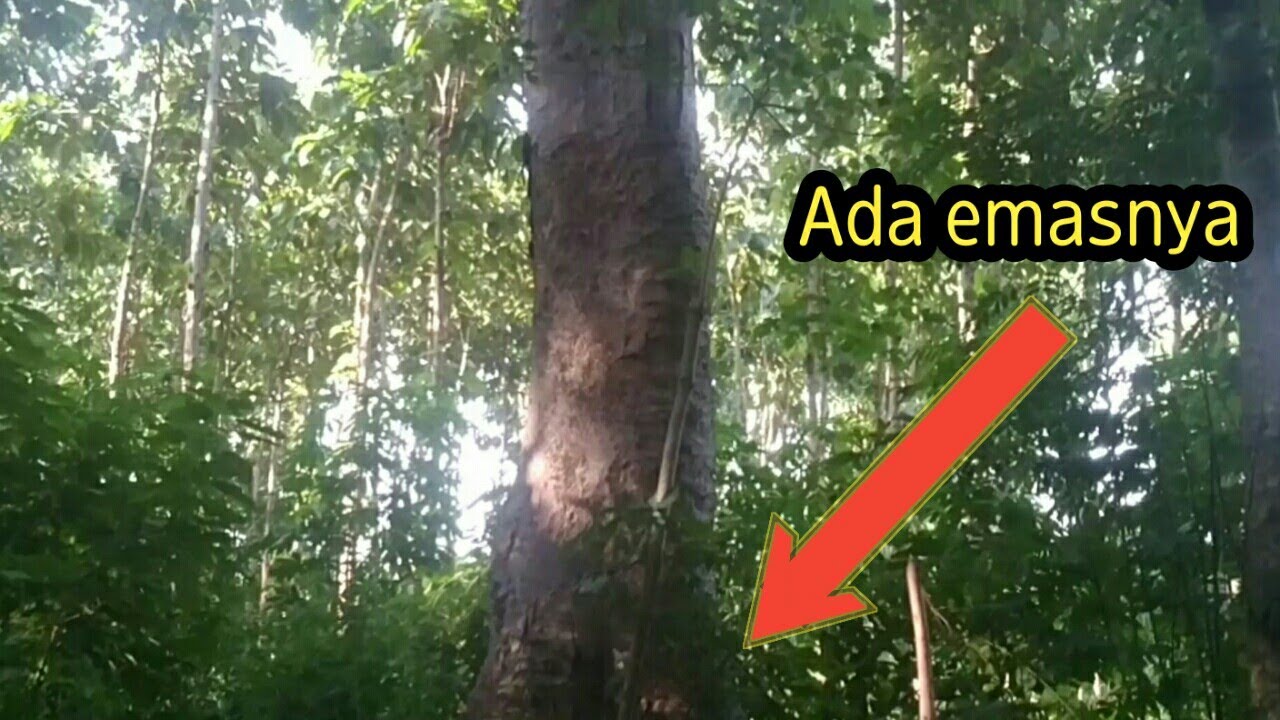 mitos angker-pohon tempat tinggal makhluk halus - YouTube