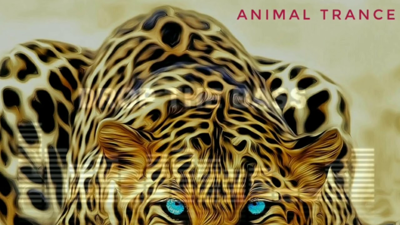animal trance , spacial thanks for vinay shrivastava. - YouTube
