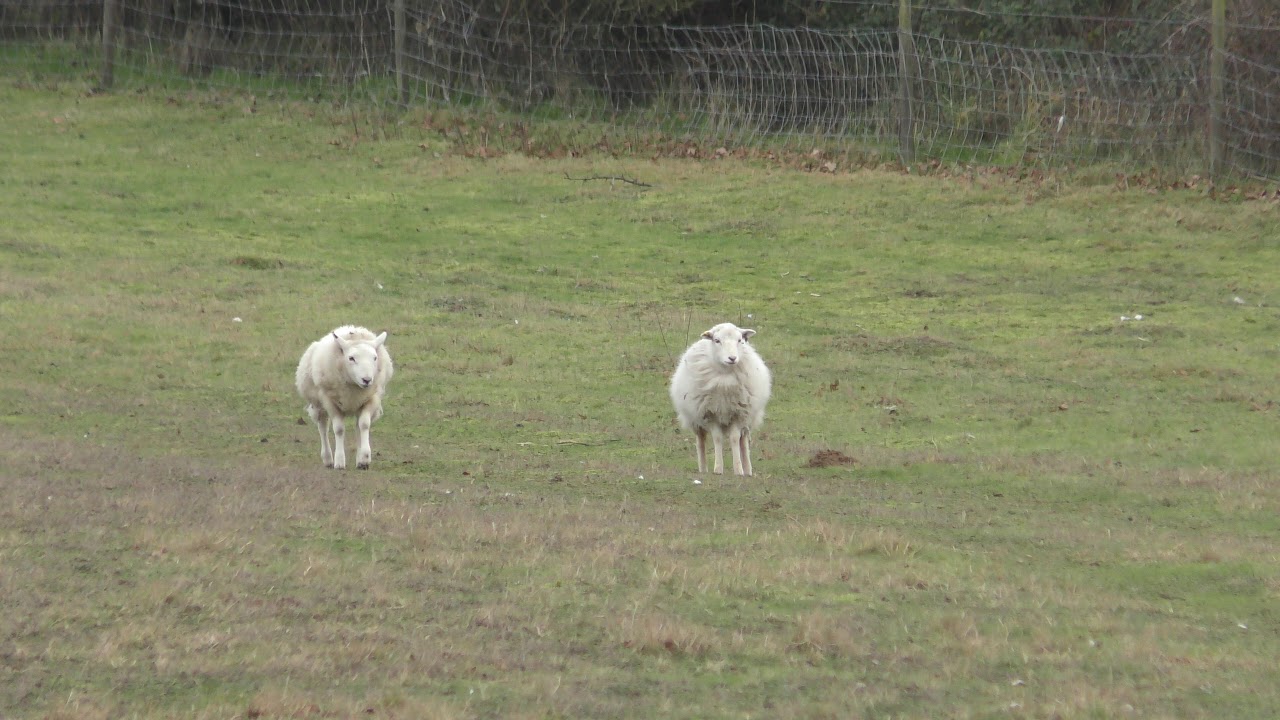 Shaking Sheep near Walberswick National nature Reserve Suffolk UK ...