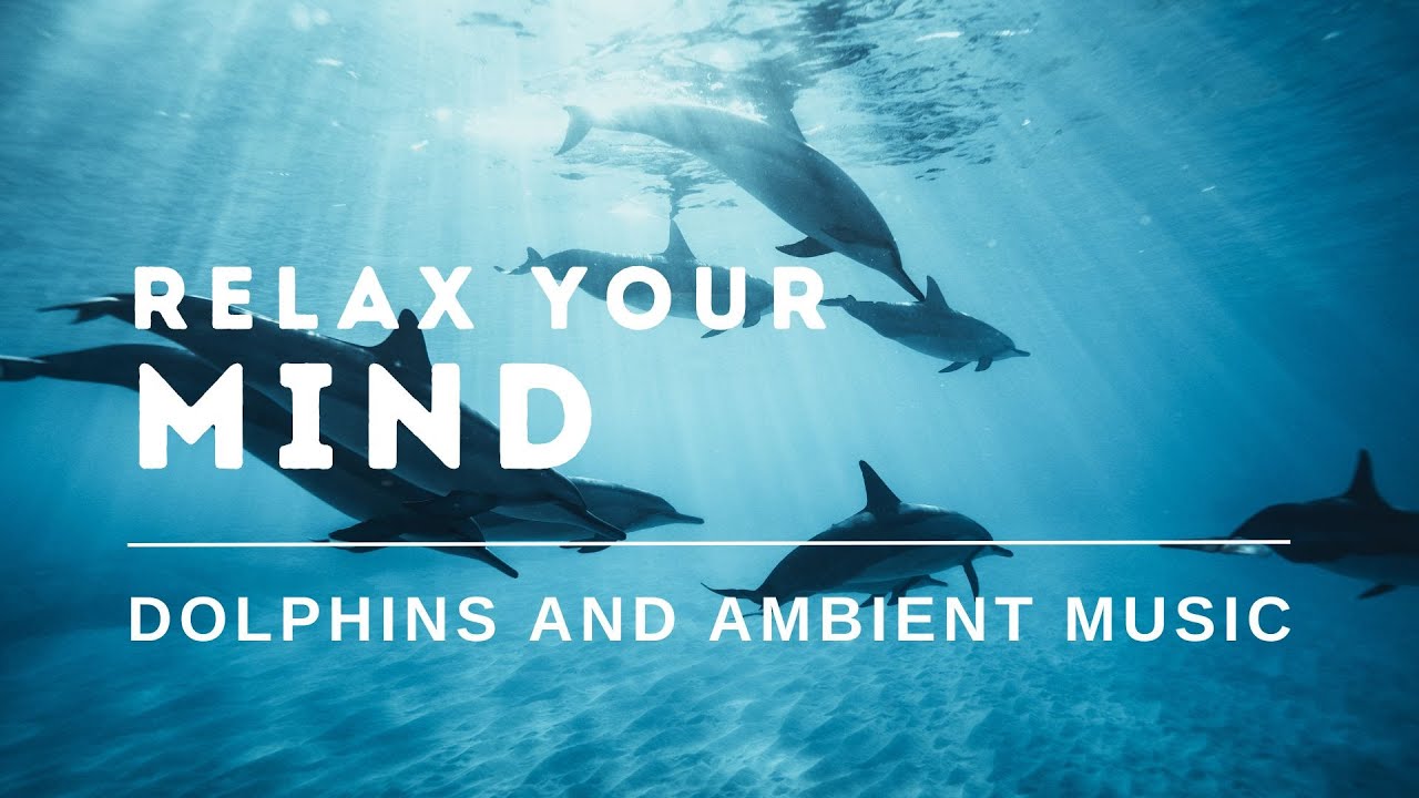 Relax Your Mind Dolphins and Ambient Music Satisfying Video Meditation ...
