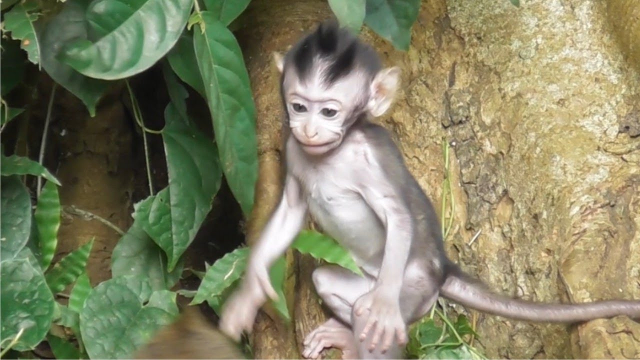 Akar pohon yang besar [Monyet kecil yang lucu dan menggemaskan] # ...