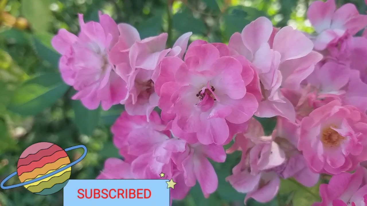 Visithuru mal SUBSCRIBED To Me - YouTube