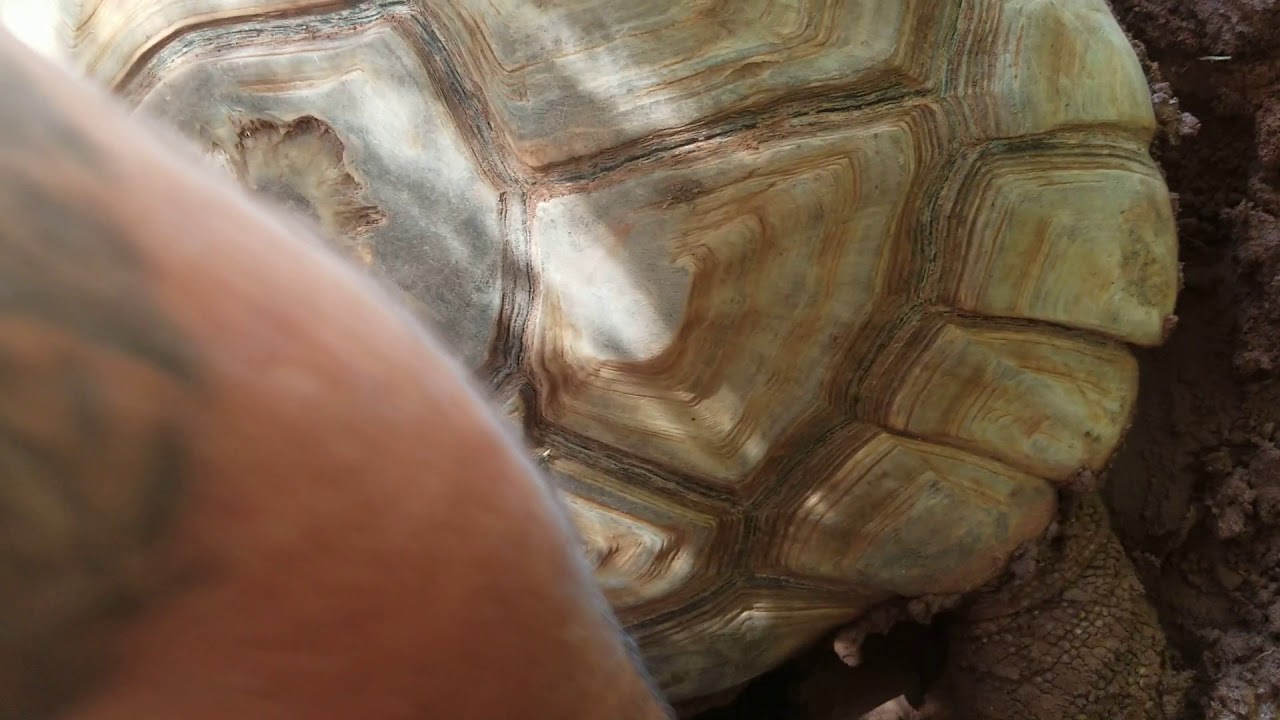 Sulcata digging hole for eggs - YouTube