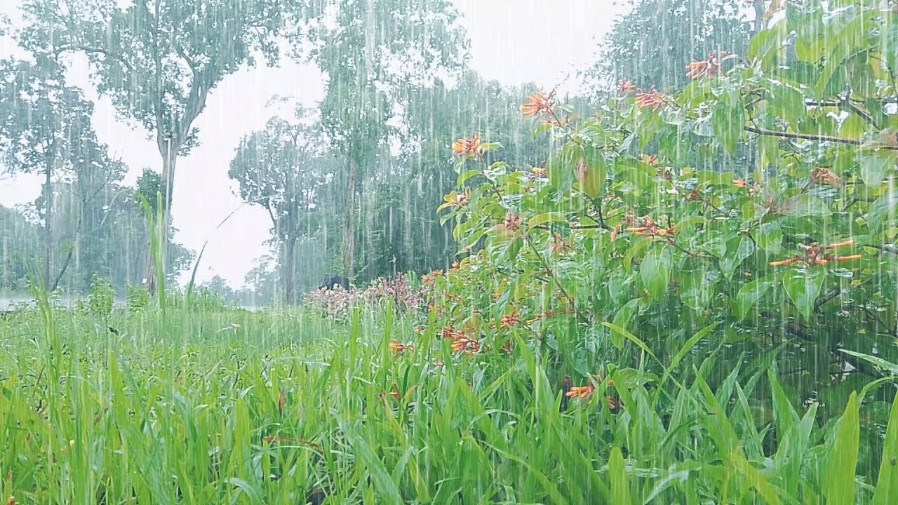 Falling Asleep with Real Rain Sounds | Nature Sounds - YouTube