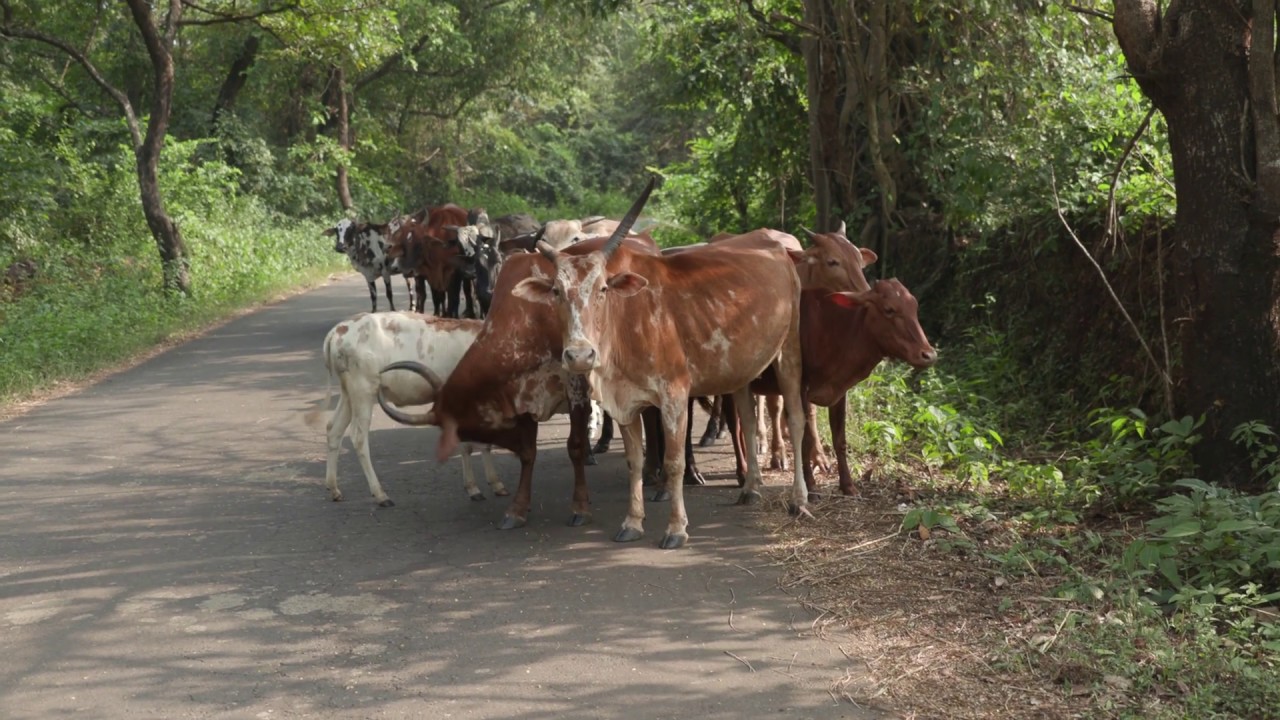 Cows blocking the road - YouTube