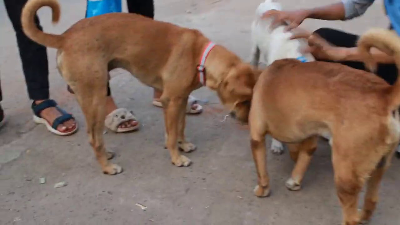 Reflective collars for stray dogs - YouTube