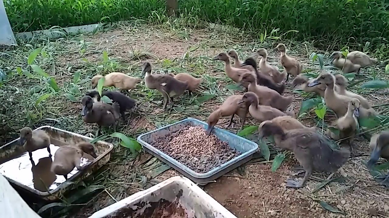 Introducing Black Soldier Fly Larvae as fresh duck feed. - YouTube