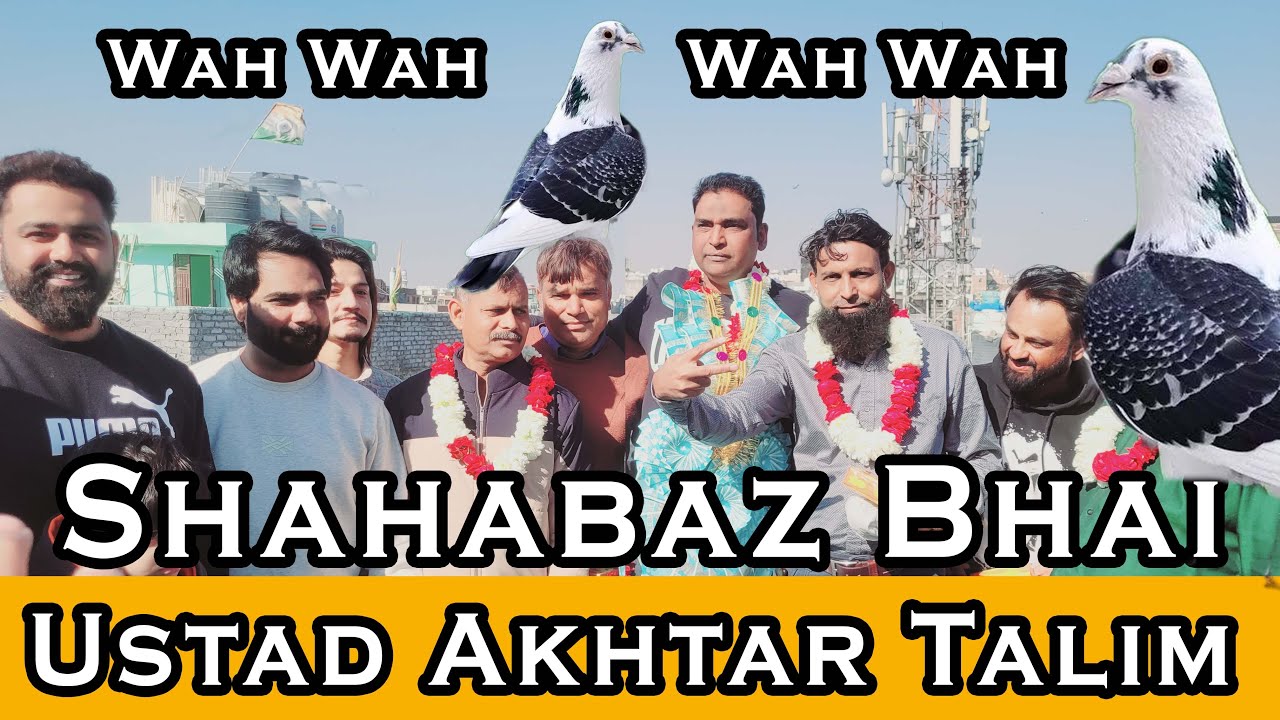 Wah Wah Shahabaz Bhai And Shaddu Bhai K Kale Chandne Kabutar Ka Shok ...