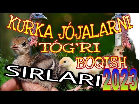💥 Hamma sirlar ochildi 😱 kurka induk Jójalarini nobud qilmasdan boqish 👈 Курсатма дори описанияда👇👇👇