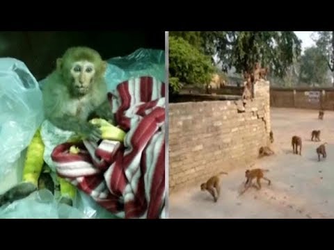 Monkeys being drugged with sedatives to catch them, allege Gurugram ...