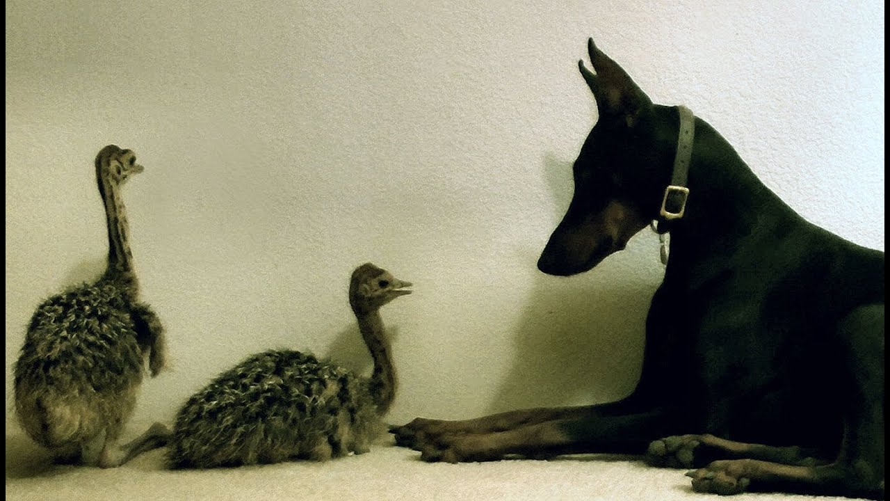 Sweetest Doberman meets two baby Ostriches - YouTube