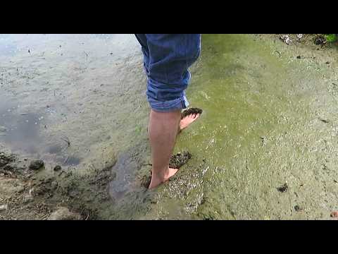 Barefoot in deep cow manure and mud mix