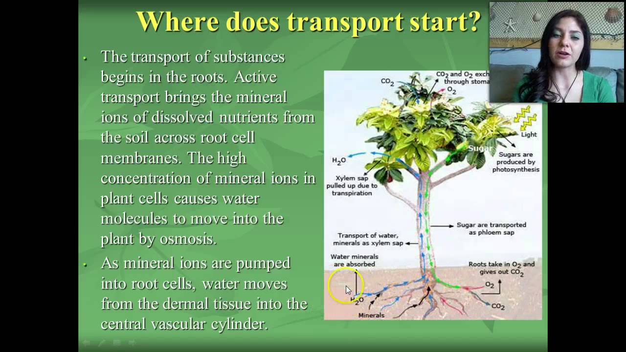 Plant Transport and Tissues - YouTube