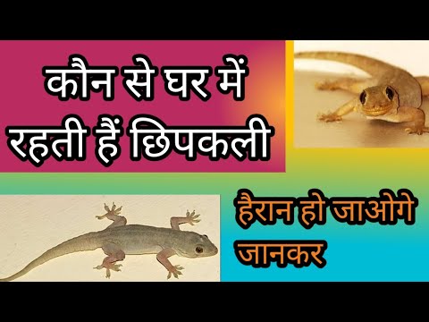 किस घर मे रहती हैं छिपकली हैरान हो जाओगे जानकर #chipkali home# ...