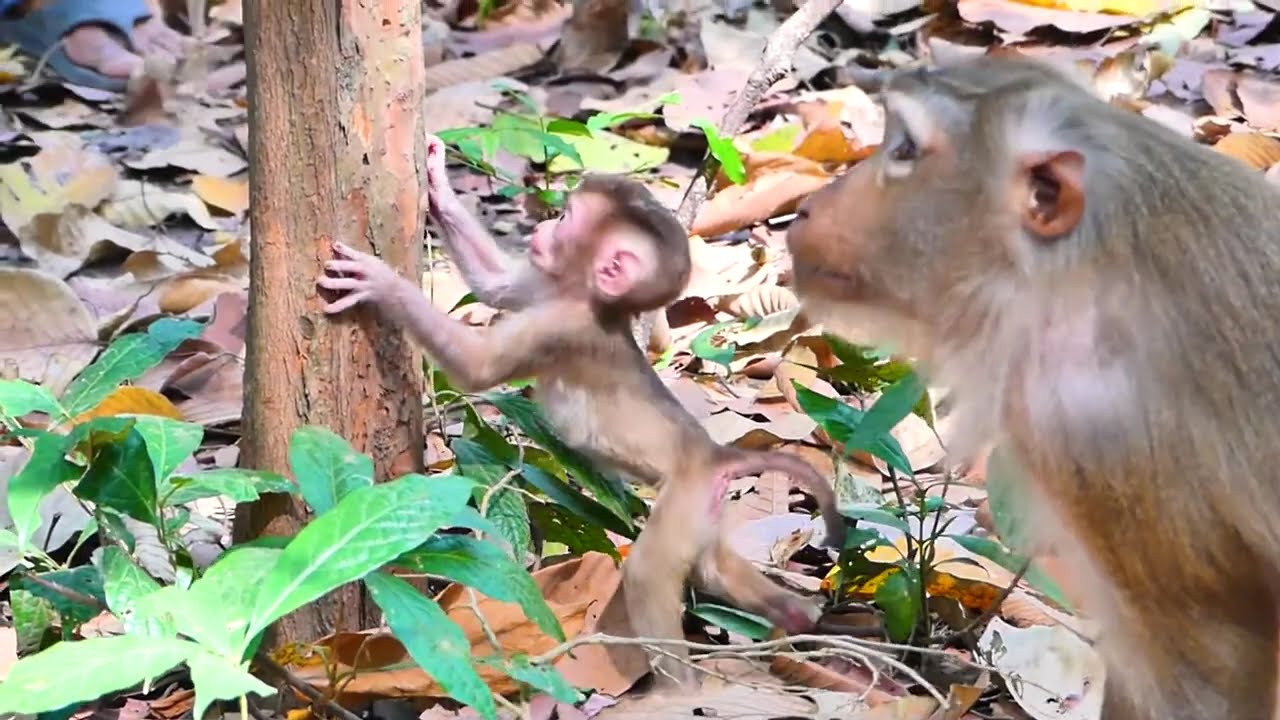 Please Love..// Cute newly baby monkey // Adorable tiny baby monkey ...
