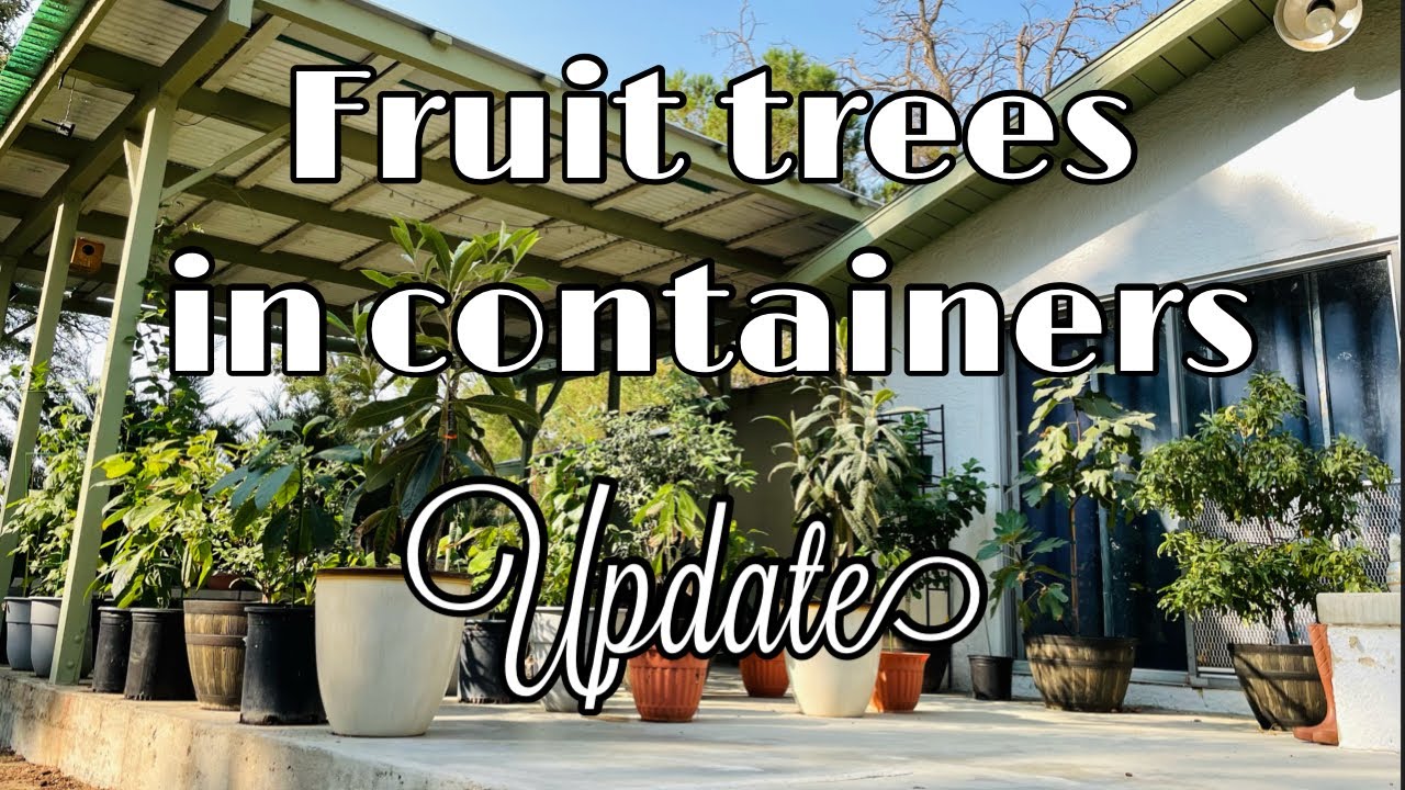 Fruit tree mini orchard in containers TOUR / UPDATE ! September 2021 ...
