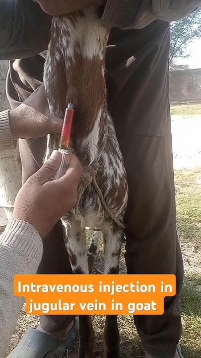 Intravenous injection in jugular vein in goat| #goatfarming #animalhealth #veterinaria #trending ...