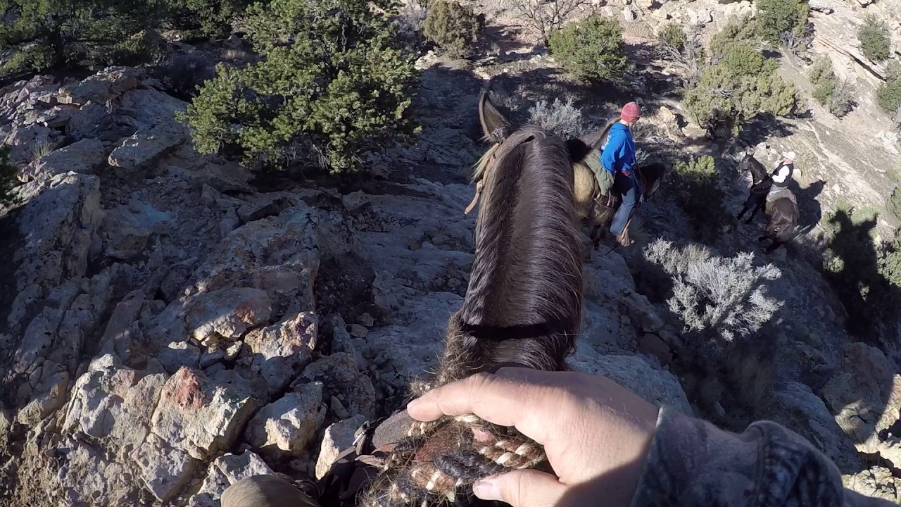 Rocky Mountain Horse Extreme Trail Riding - YouTube