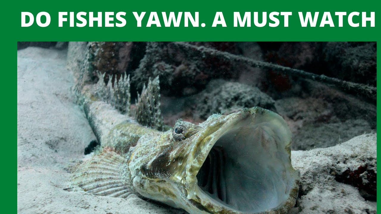 Ever seen a Fish YAWN soo wide?🐟🐟Watch this🐟🐟🐟 - YouTube