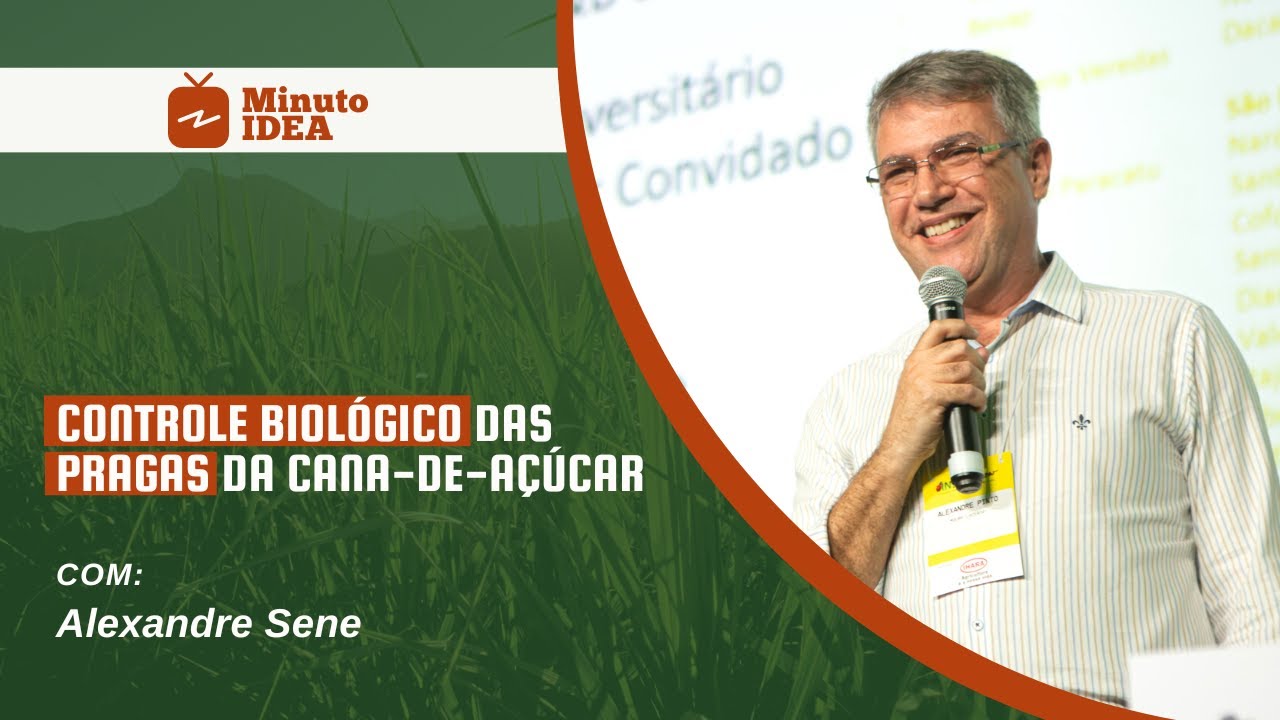 CONTROLE BIOLÓGICO DAS PRAGAS DA CANA-DE-AÇÚCAR | ALEXANDRE SENE - YouTube
