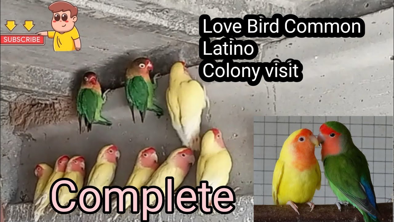 Love Bird & Common Latino in complete colony visit keya #lovebirds # ...