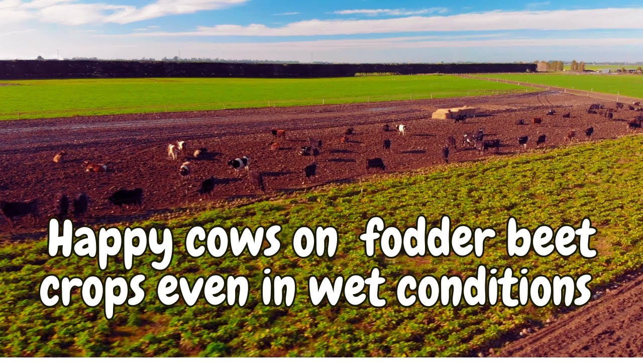 Happy cows on fodder beet crops even in wet conditions. Autumn dairy ...