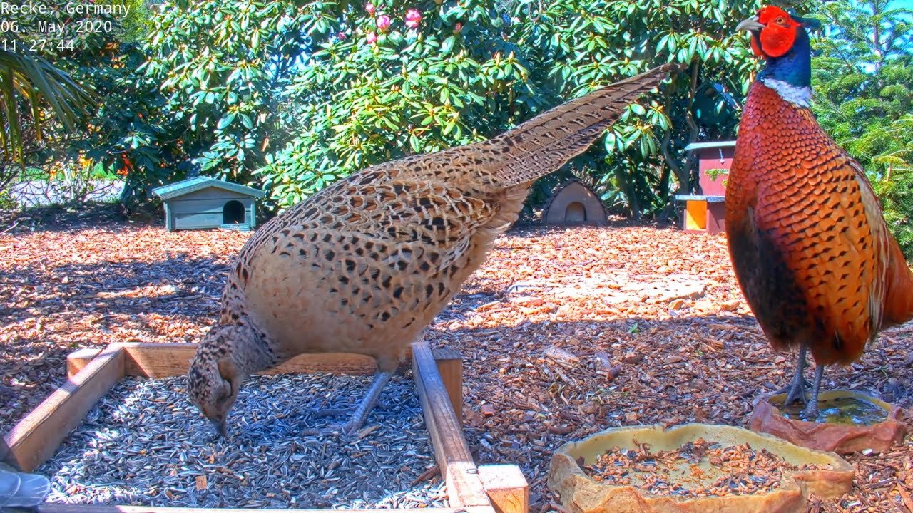 Highlights Today (baby birds, hedgehogs, pheasants,...) Recke, Germany ...