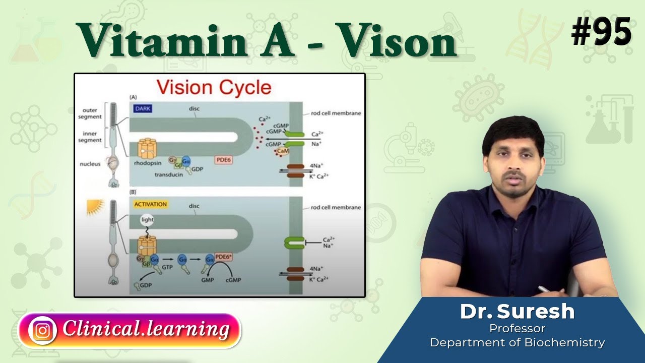 95. Vitamin A - Vison - YouTube