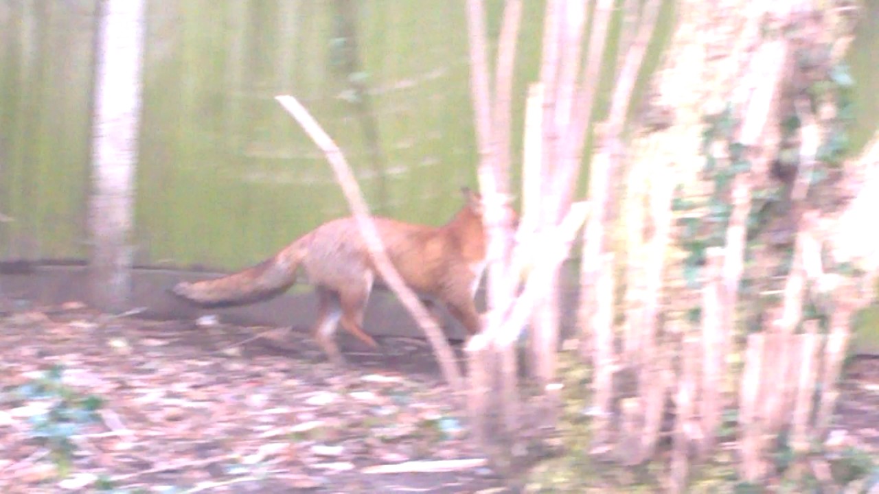 please help this fox - YouTube
