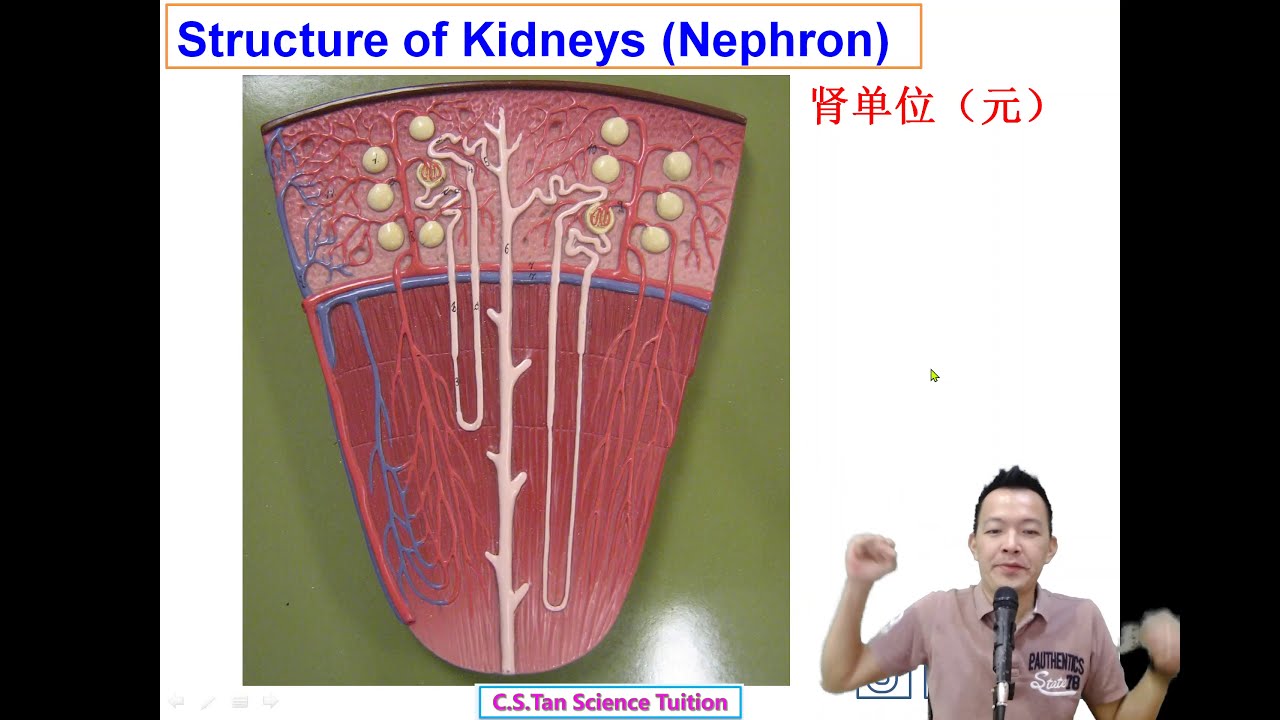 Form 4 Bio Chapter 13 Nephron - YouTube