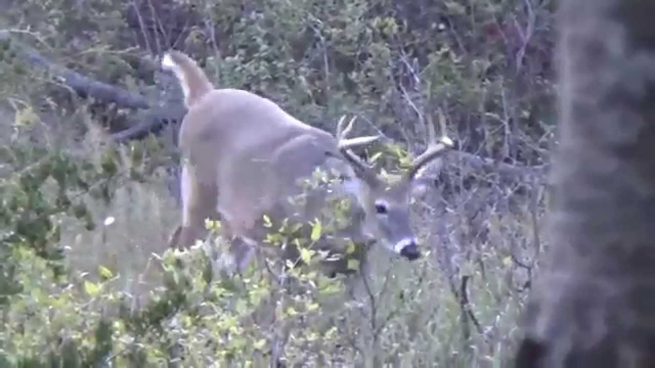 Bow Hunting Whitetail Deer - The first hunt of the season - YouTube