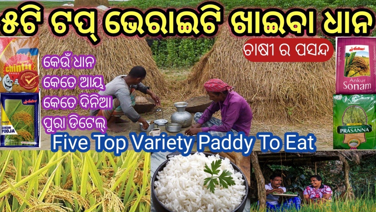 ୫ ଟି ଟପ୍ ଖାଇବା ଧାନ କିସମ//five top paddy variety to eat// best eating ...
