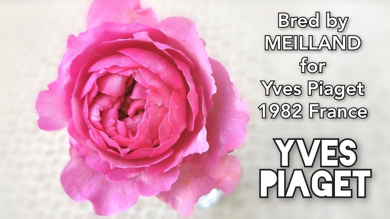 YVES PIAGET ROSE plant by MEILLAND バラ イヴ ピアジェ - YouTube