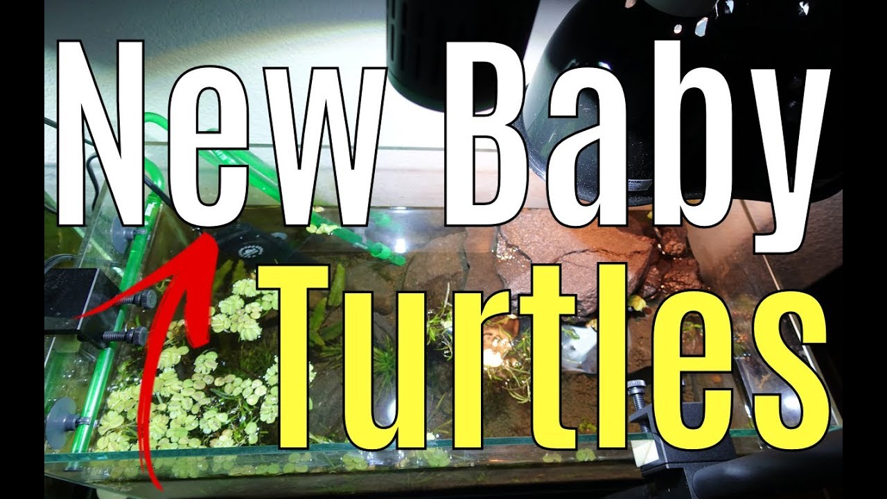 🔥 New Baby Turtles and ADA Tank Setup 4K - YouTube
