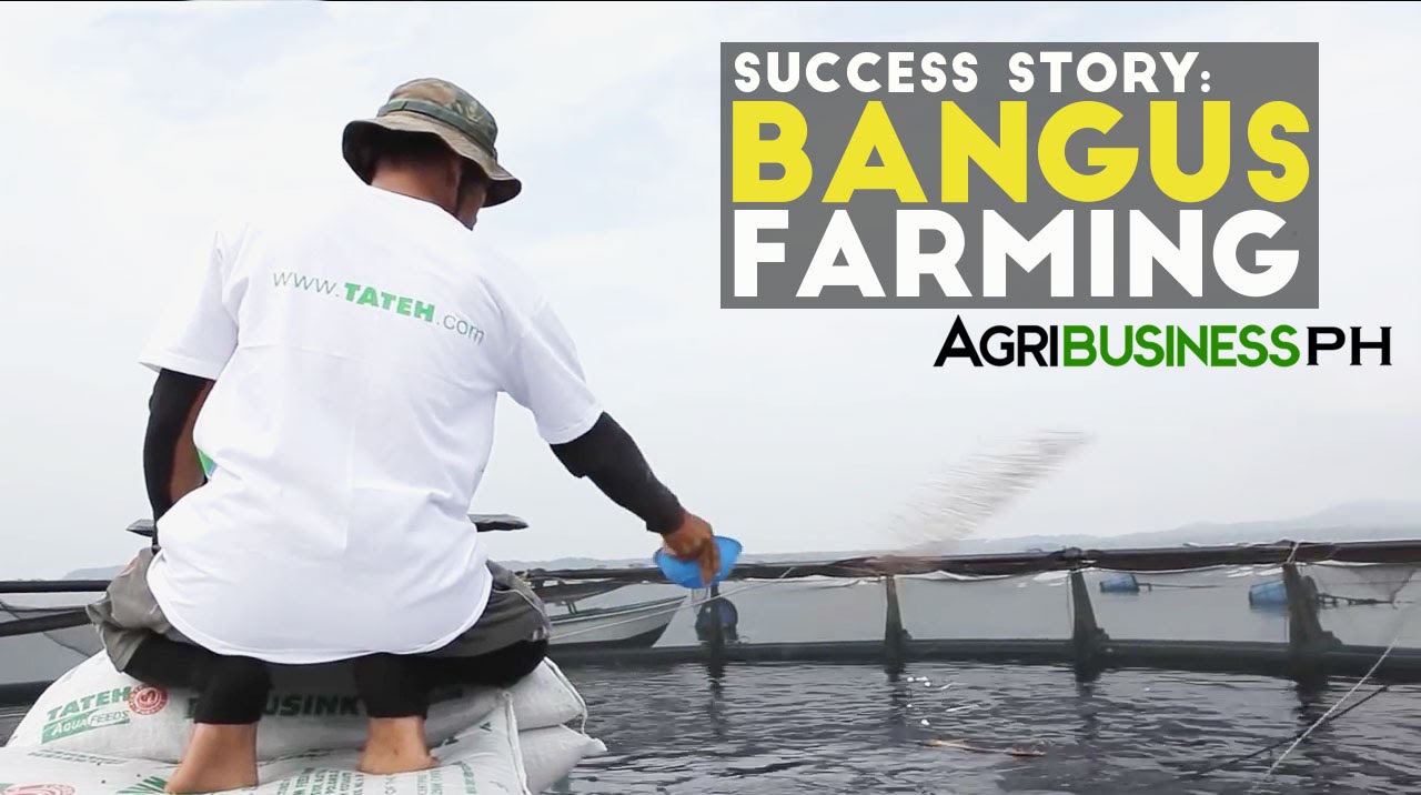 MAKE MORE MONEY IN FARMING: Earn Millions in Bangus Farming - YouTube
