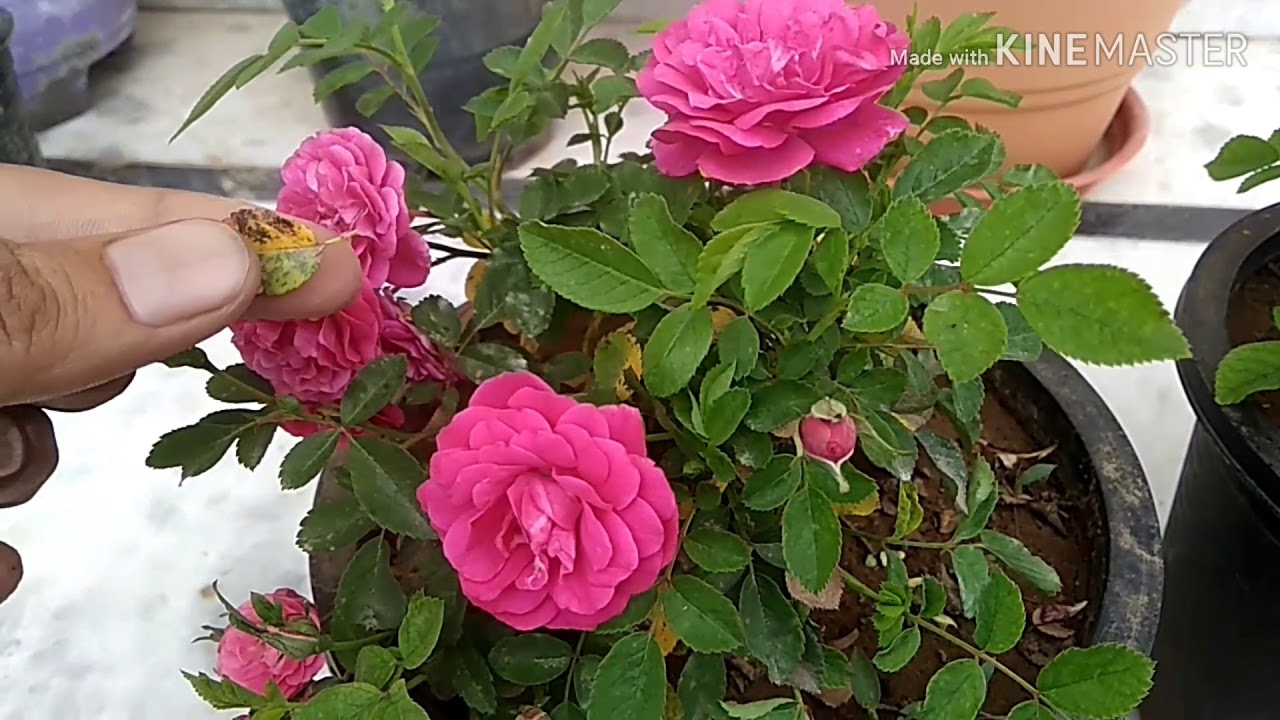 Button Rose Plant Care In Hindi | How to grow and care Button Rose ...
