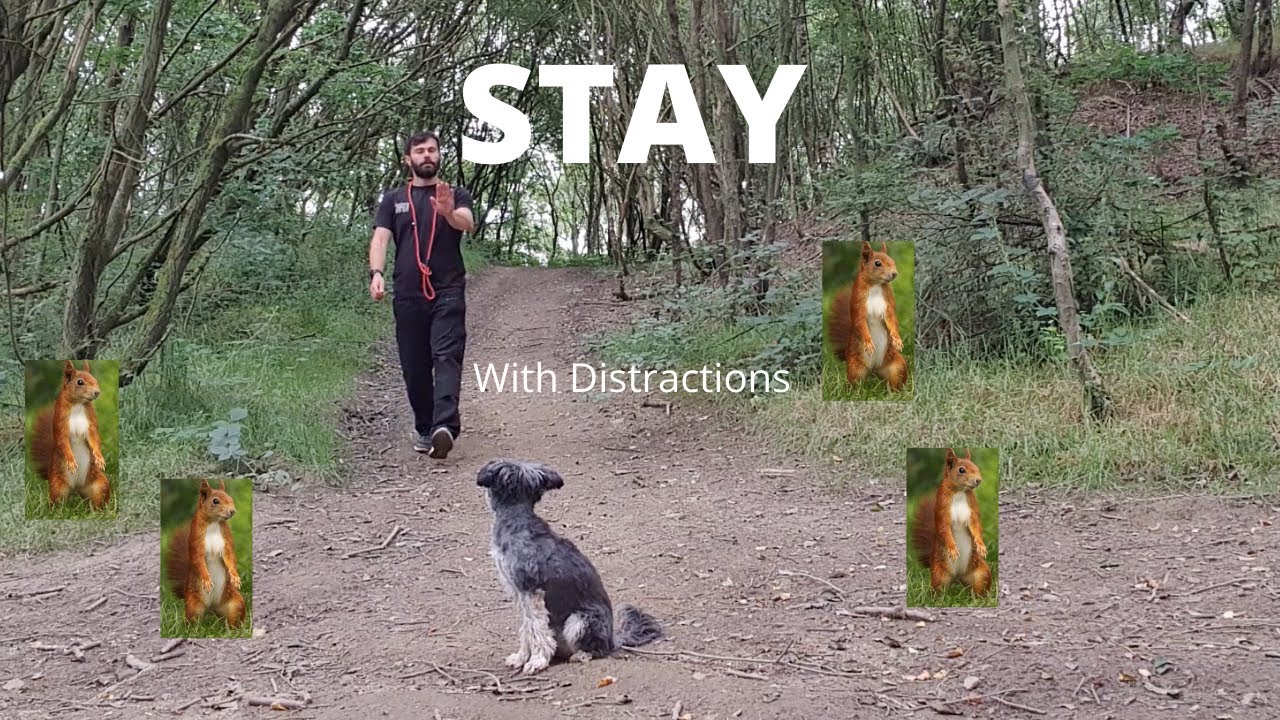 How to train your dog to STAY - with distractions. - YouTube